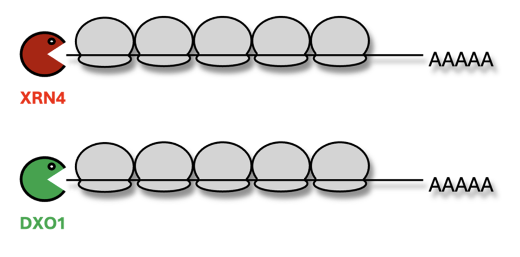 Institut de biologie moléculaire des plantes