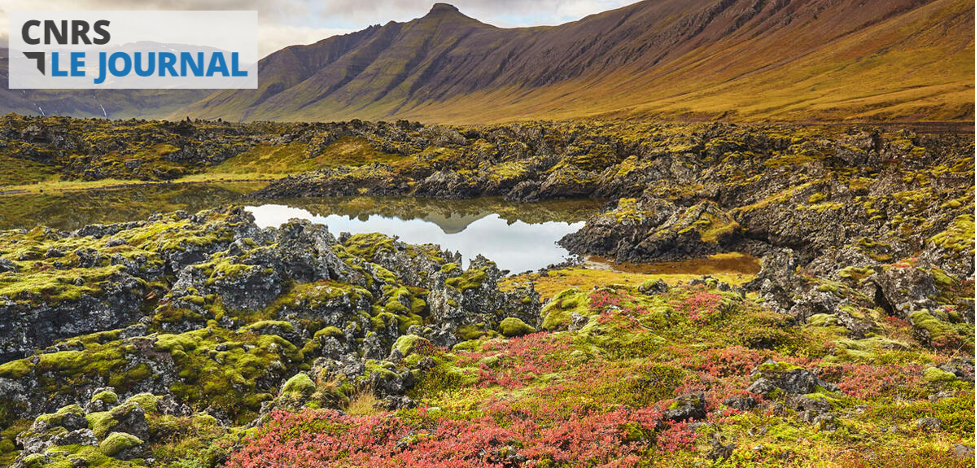 Institut de biologie moléculaire des plantes