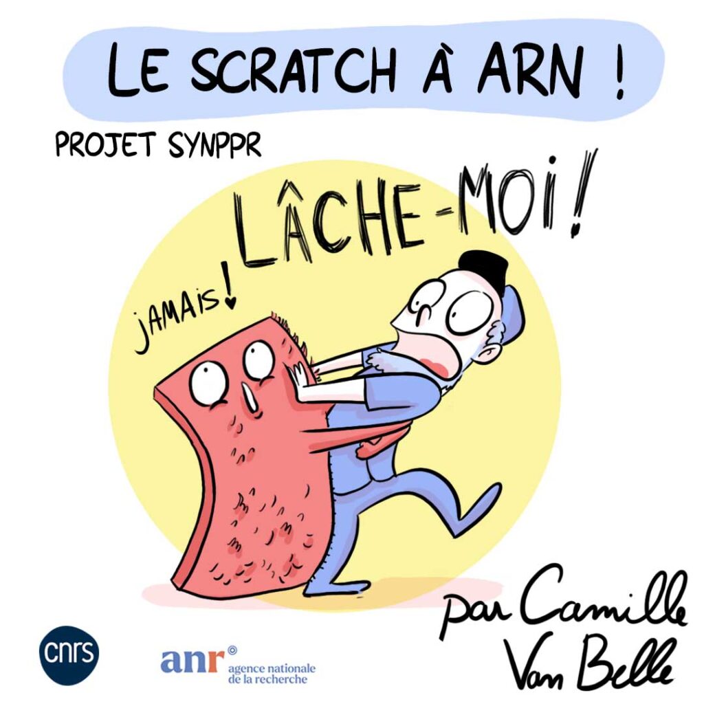 Institut de biologie moléculaire des plantes » The institute